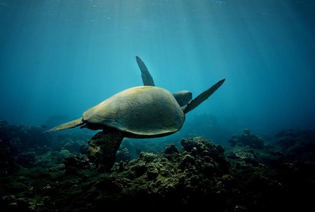 The Amazing Facts about Hawaiian Green Sea Turtles