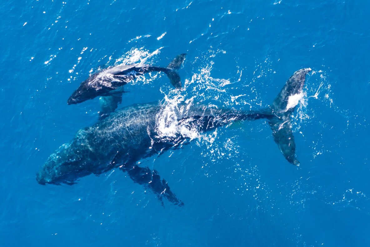 The Journey of Humpback Whales: Migration Patterns Explained